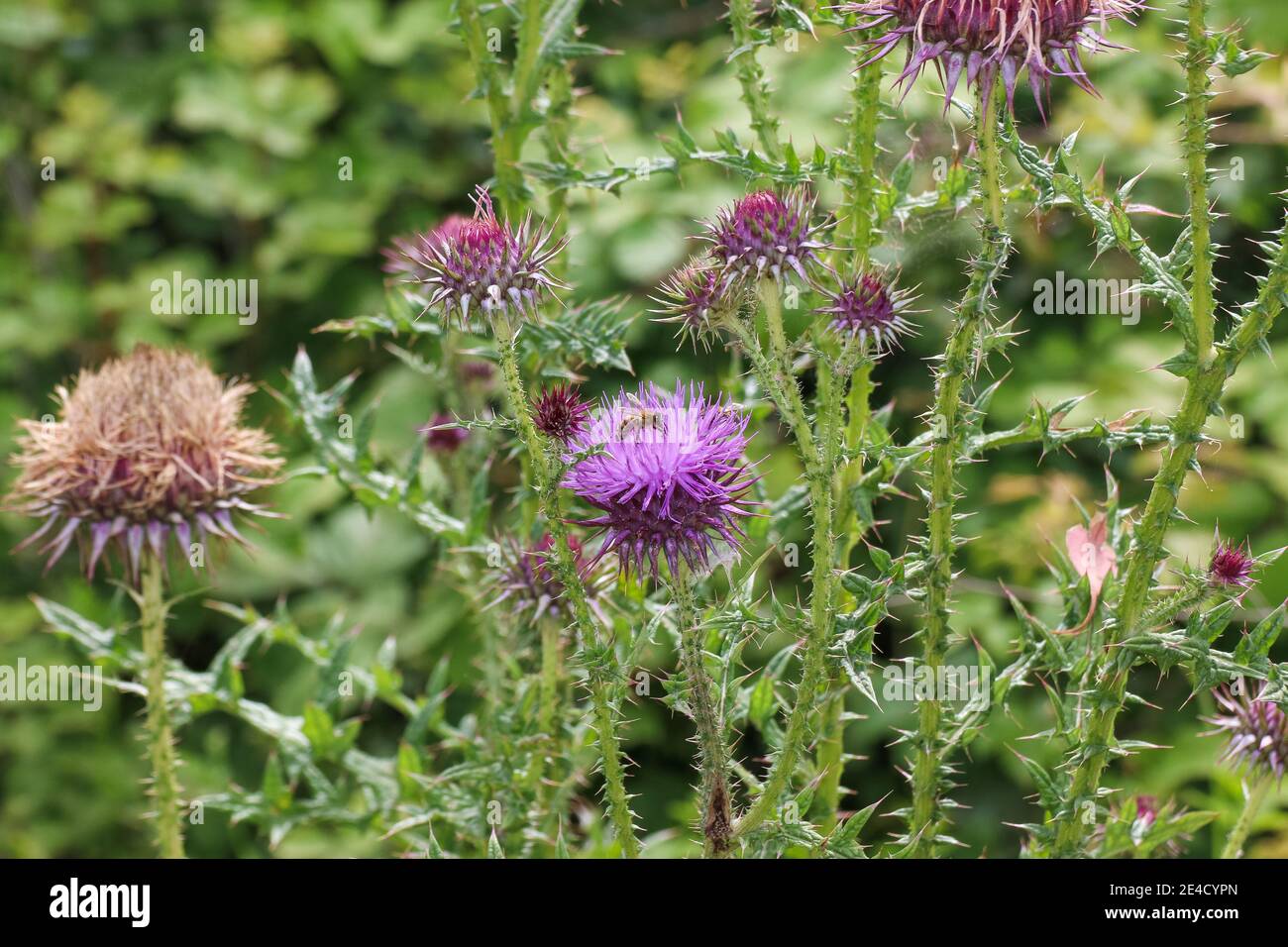Bee collects pollen nectar on beautiful purple milk thistle flower ...