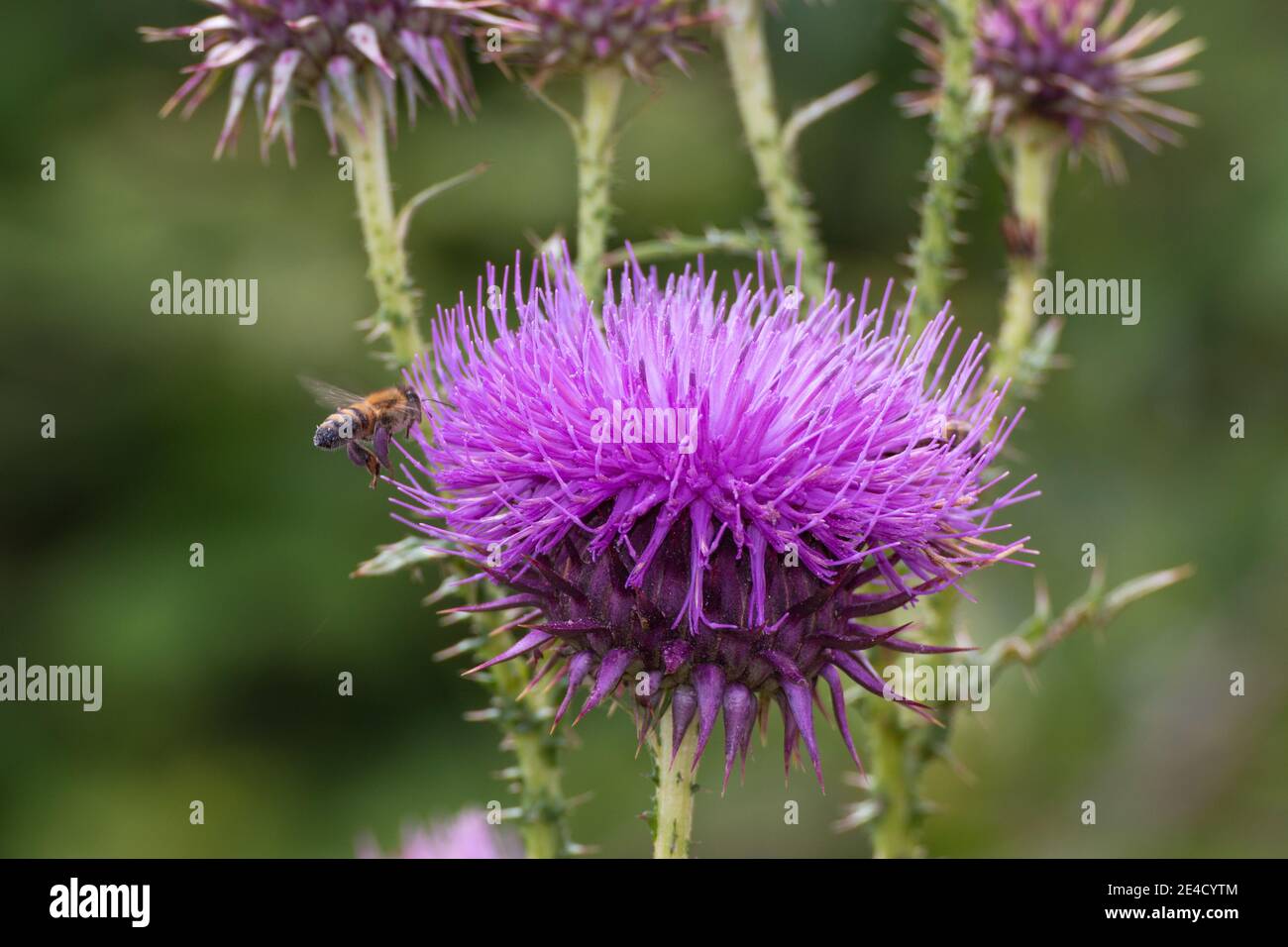 Bee collects pollen nectar on beautiful purple milk thistle flower ...
