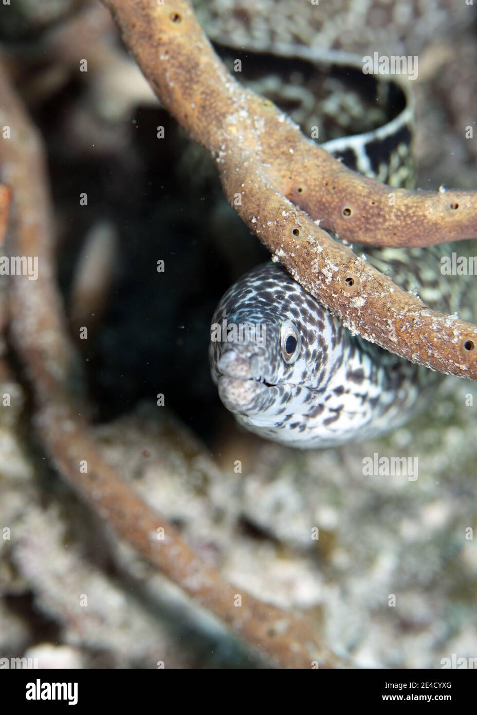 Vertical selective focus closeup of the sea eel underwate Stock Photo ...
