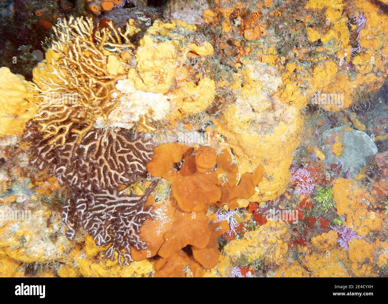 Beautiful shot of the coral reefs underwater Stock Photo - Alamy