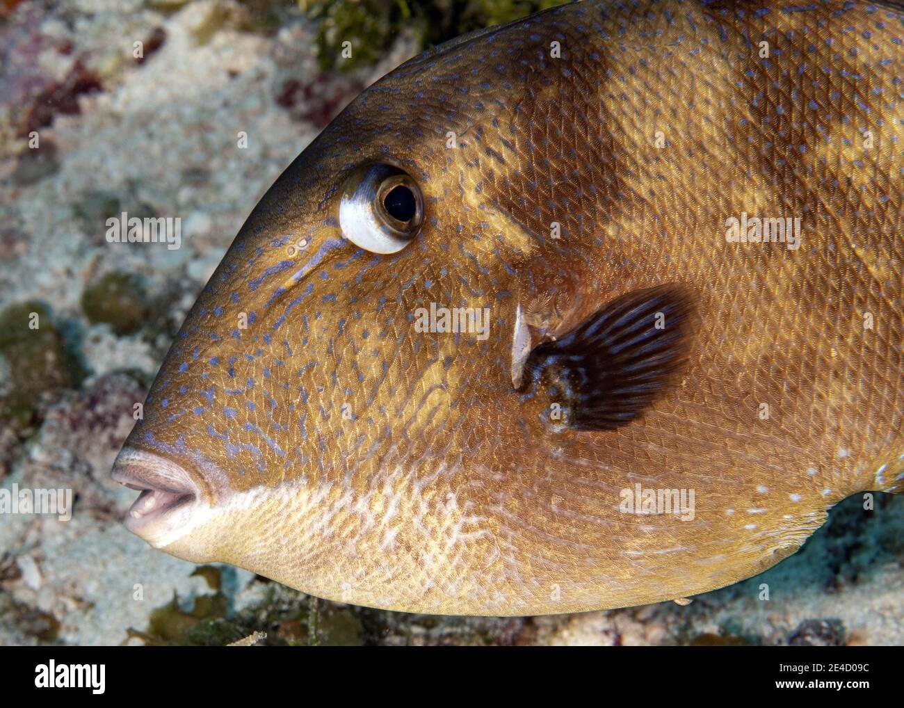 Closeup of the Grey Triggerfish underwater Stock Photo - Alamy