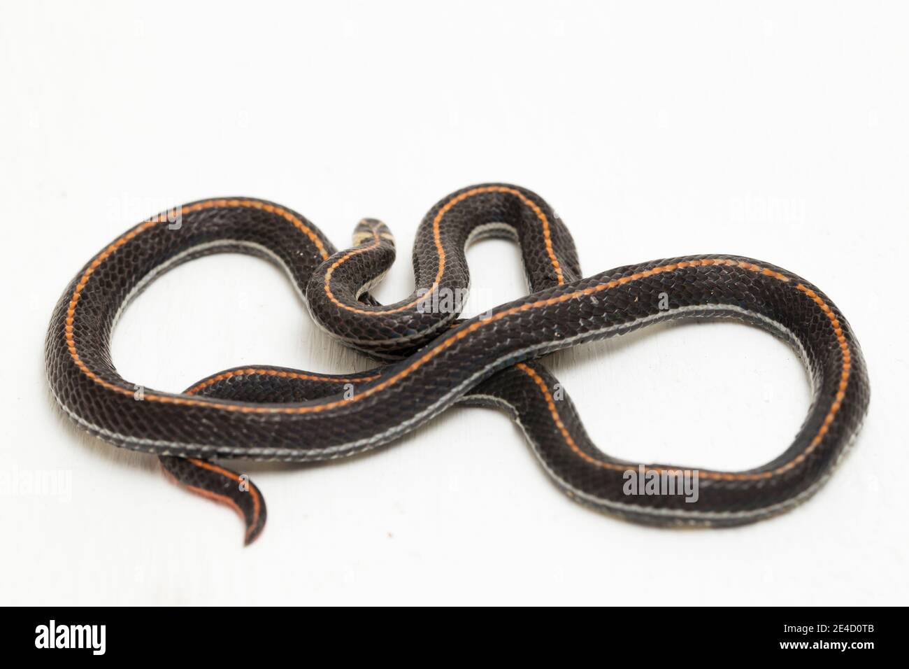 Malaysian Striped Coral Snake - Calliophis intestinalis- isolated on ...