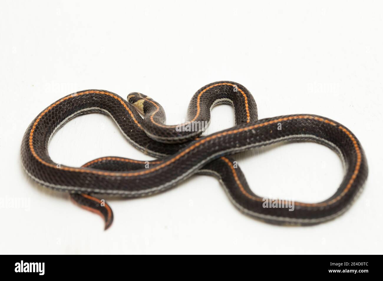 Calliophis Intestinalis