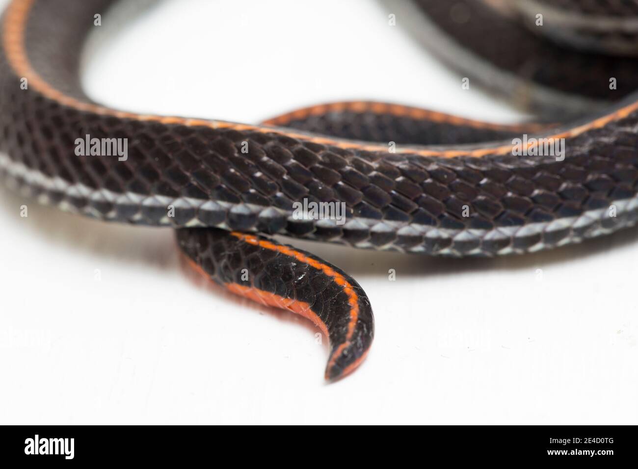Malaysian Striped Coral Snake - Calliophis intestinalis- isolated on ...