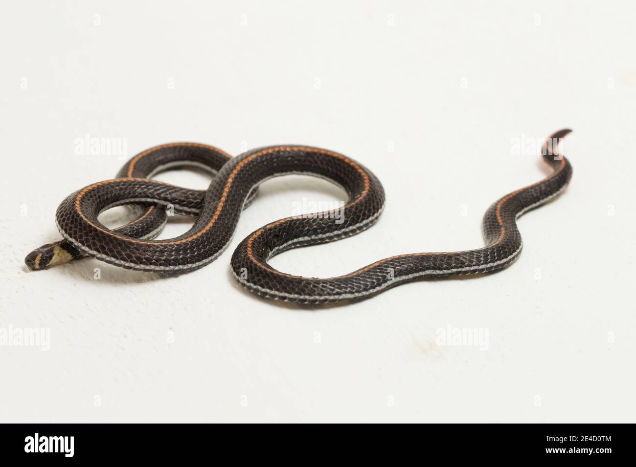 Malaysian Striped Coral Snake - Calliophis intestinalis- isolated on ...