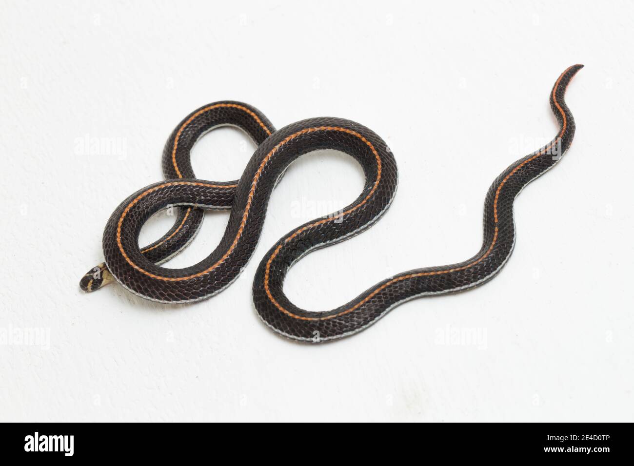 Malaysian Striped Coral Snake - Calliophis intestinalis- isolated on ...