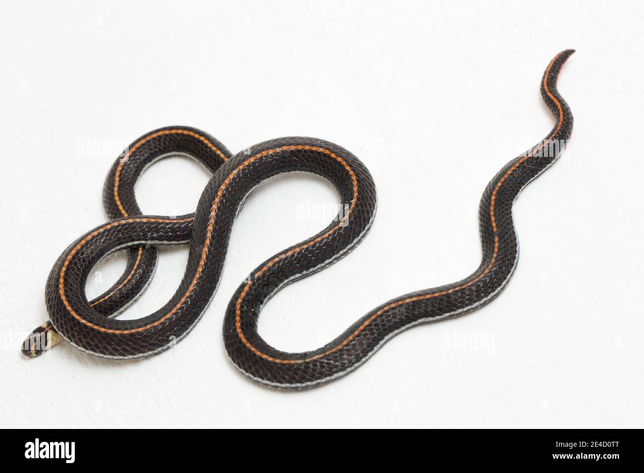 Malaysian Striped Coral Snake - Calliophis intestinalis- isolated on ...