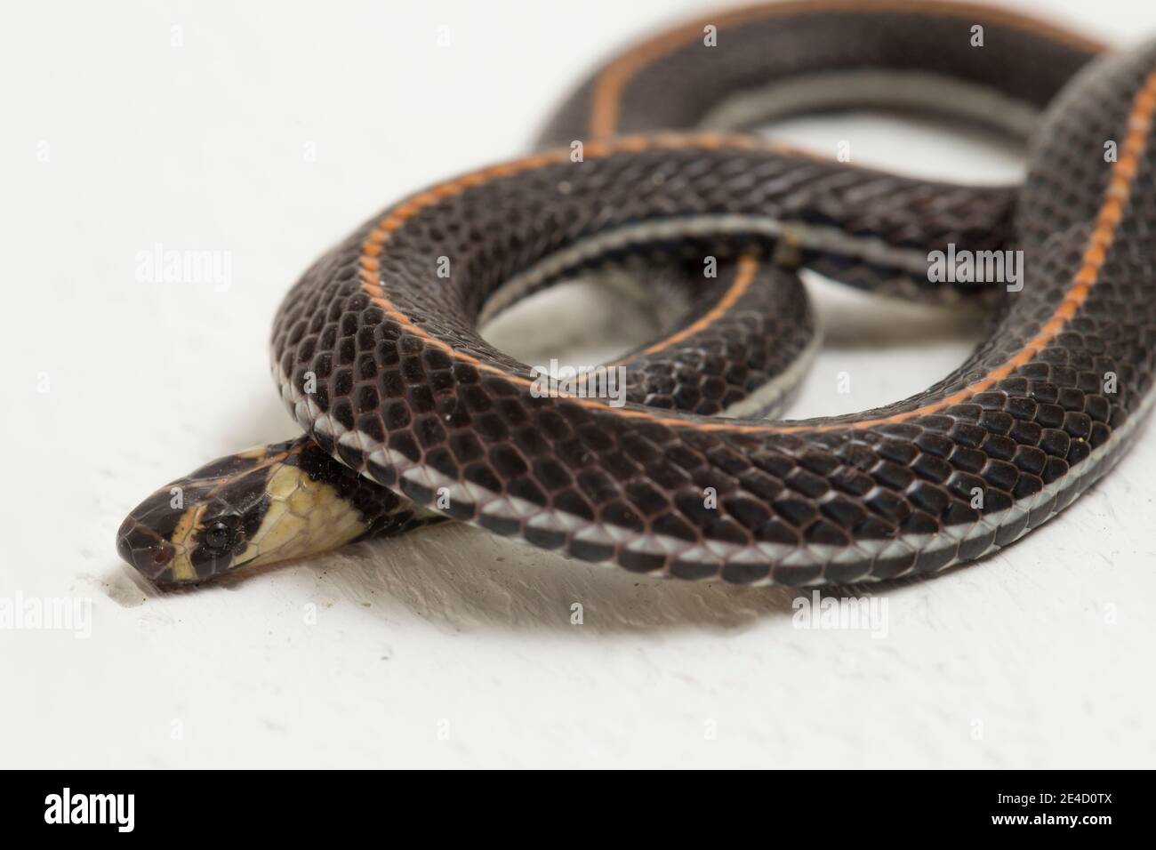Malaysian Striped Coral Snake - Calliophis intestinalis- isolated on ...
