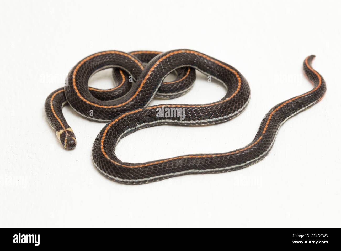 Malaysian Striped Coral Snake - Calliophis intestinalis- isolated on ...