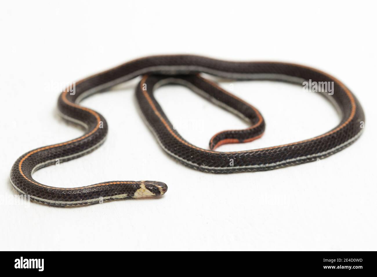 Malaysian Striped Coral Snake - Calliophis intestinalis- isolated on ...