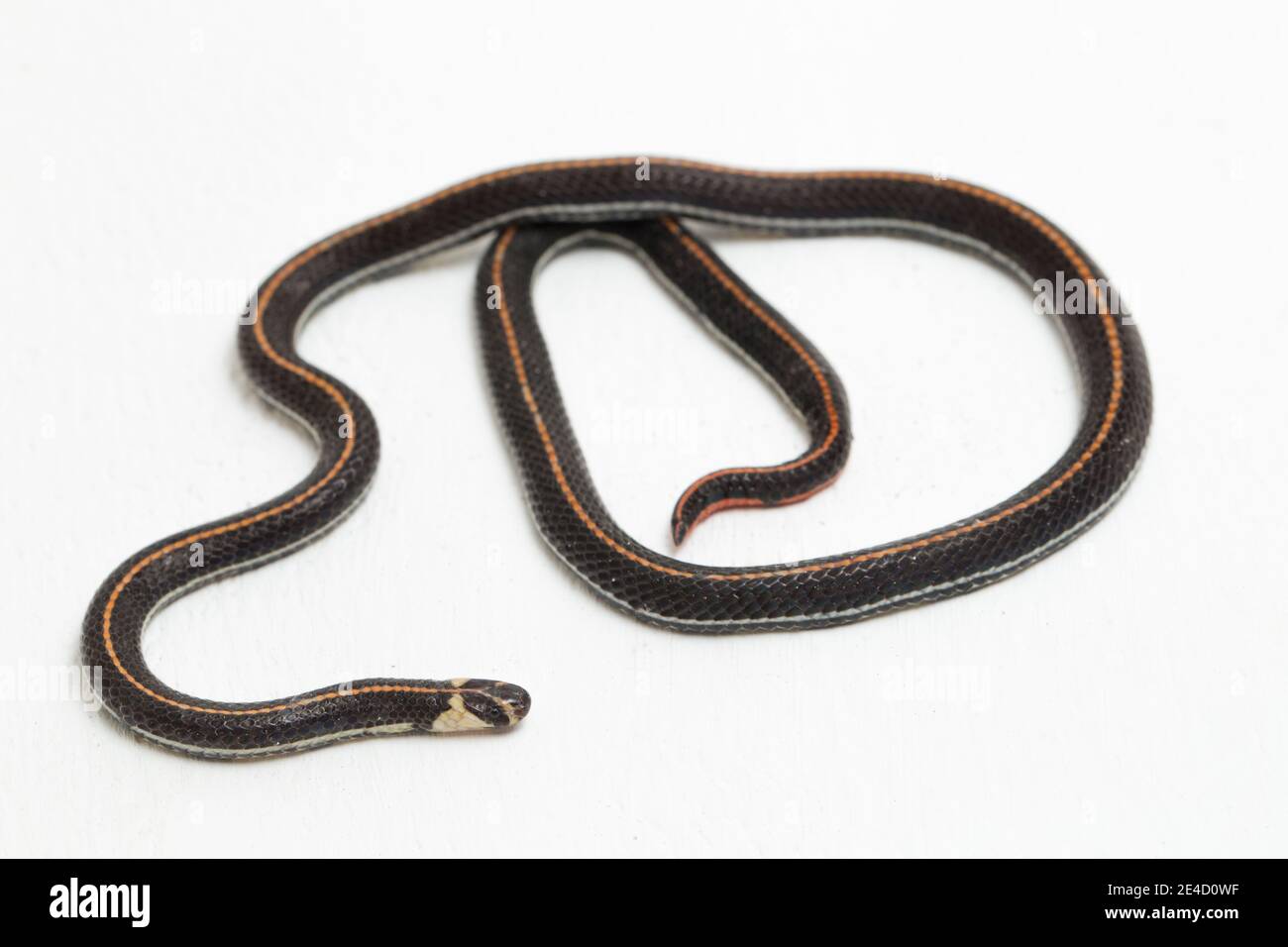 Malaysian Striped Coral Snake - Calliophis intestinalis- isolated on ...