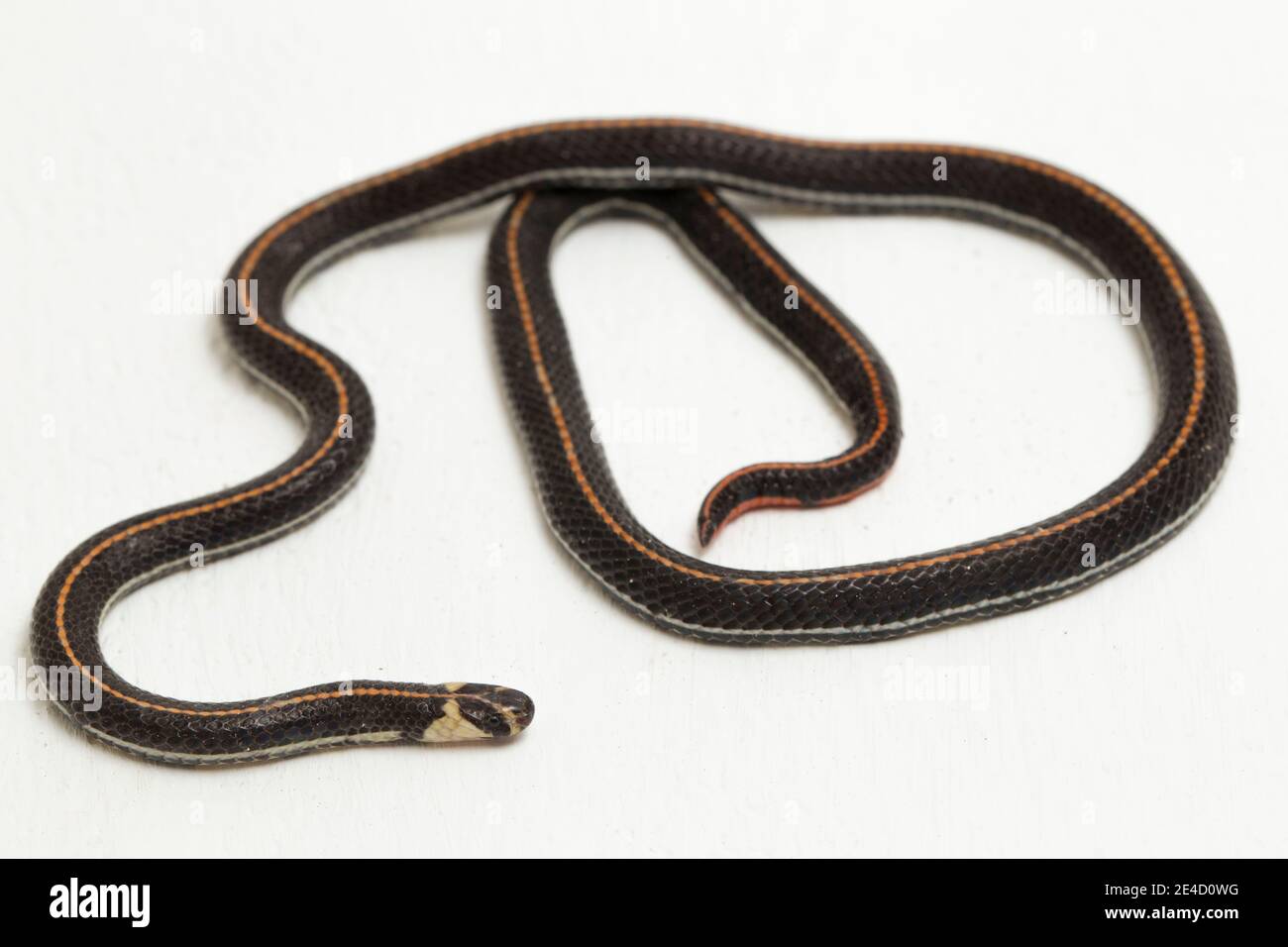 Malaysian Striped Coral Snake - Calliophis intestinalis- isolated on ...