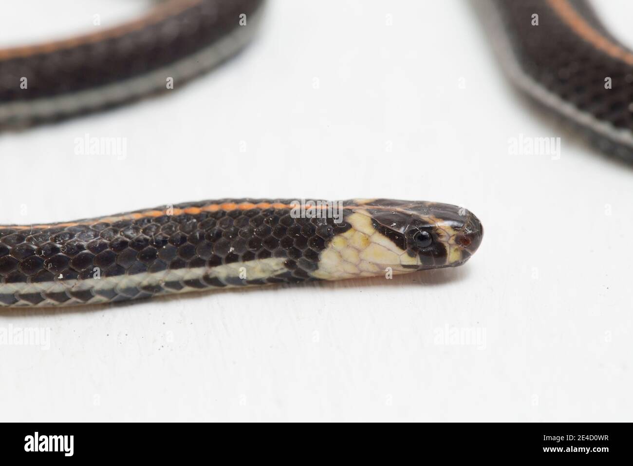Malaysian Striped Coral Snake - Calliophis intestinalis- isolated on ...