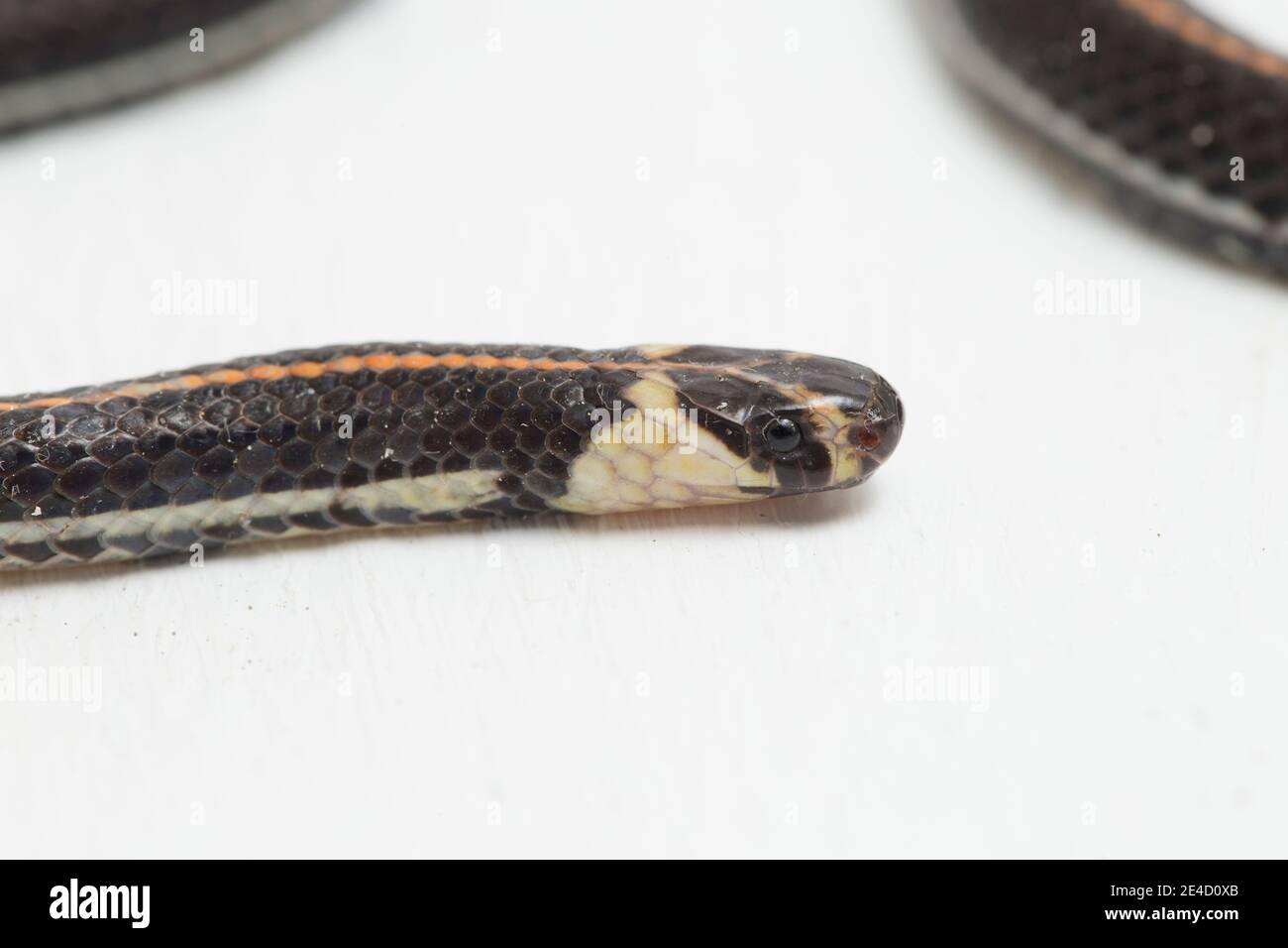 Malaysian Striped Coral Snake - Calliophis intestinalis- isolated on ...