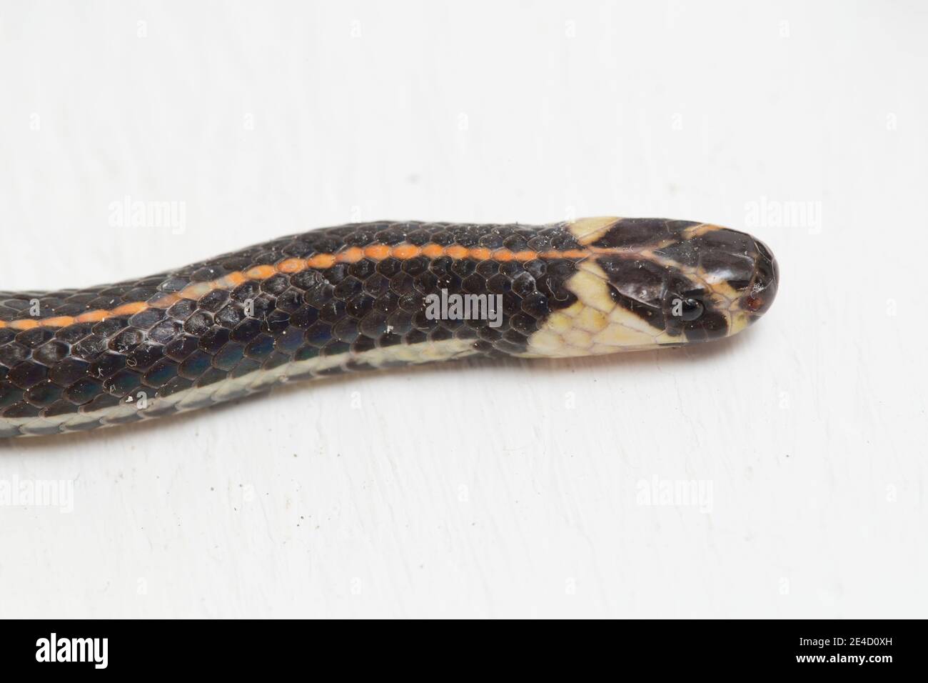 Malaysian Striped Coral Snake - Calliophis intestinalis- isolated on ...