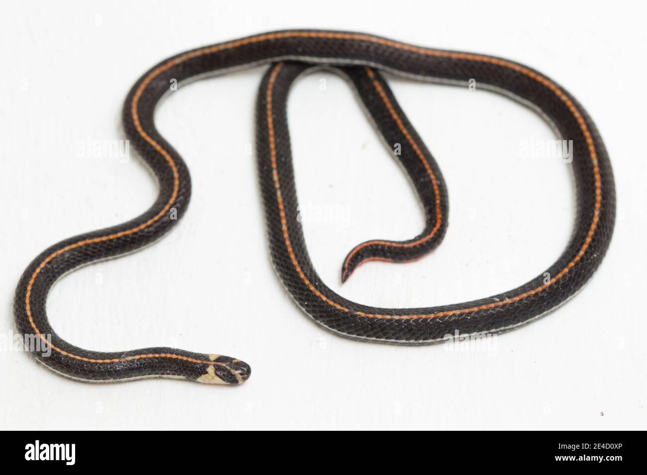 Malaysian Striped Coral Snake - Calliophis intestinalis- isolated on ...