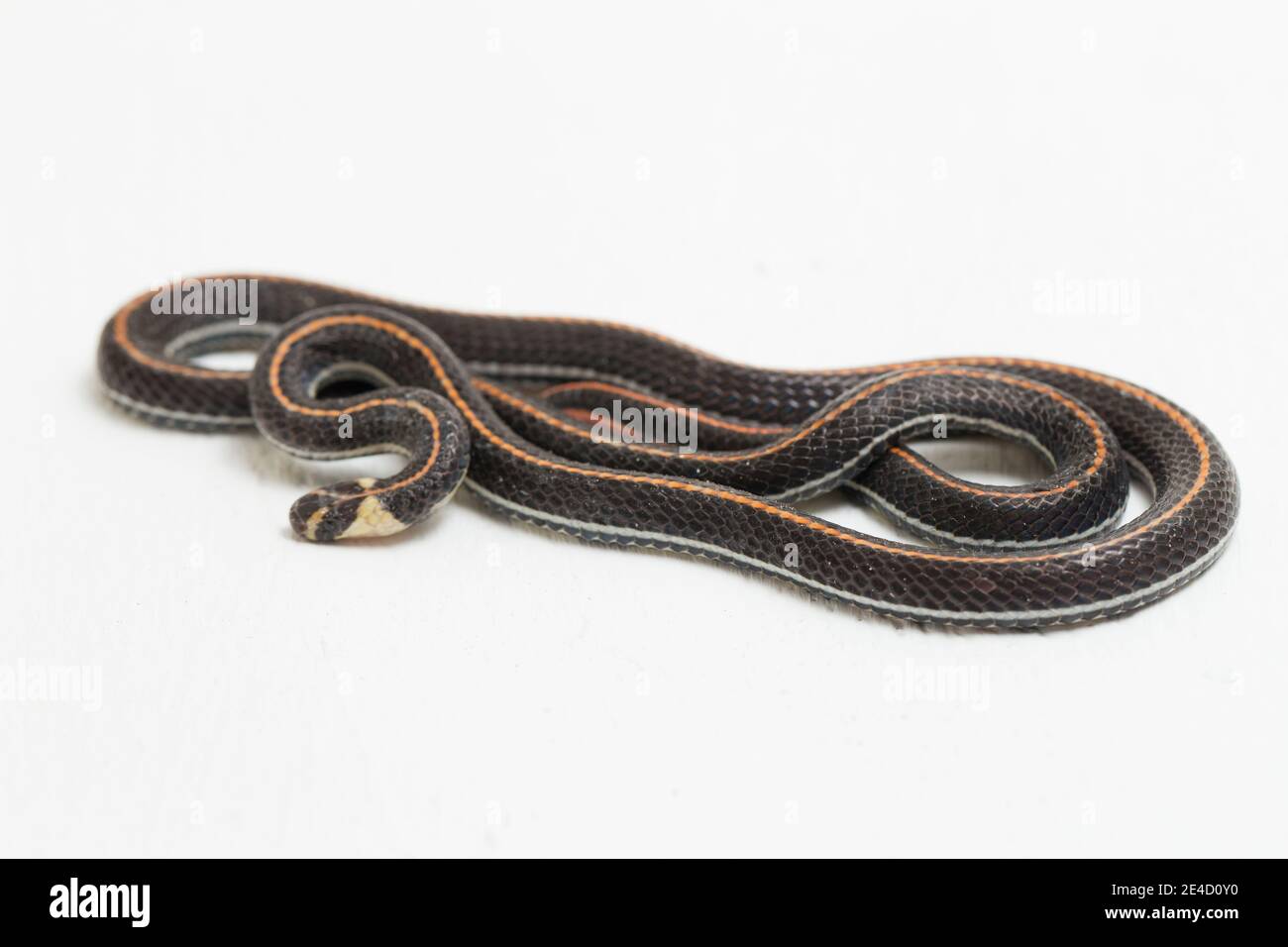 Malaysian Striped Coral Snake - Calliophis intestinalis- isolated on ...