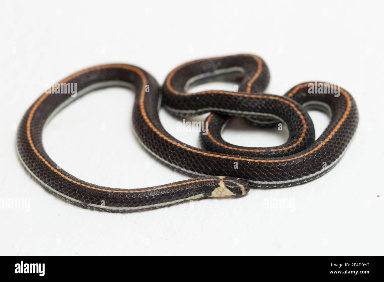 Malaysian Striped Coral Snake - Calliophis intestinalis- isolated on ...
