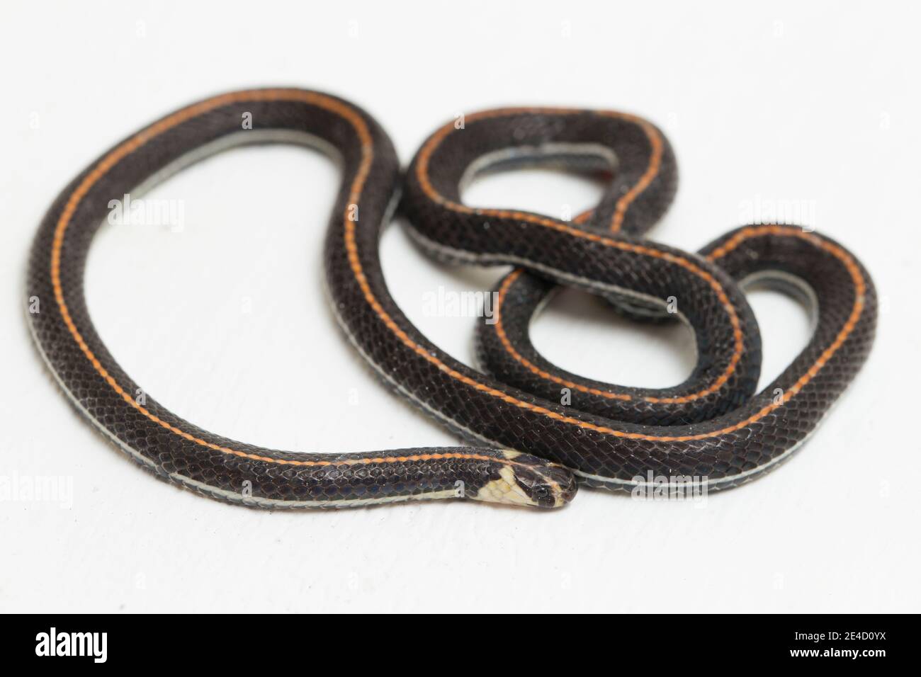 Malaysian Striped Coral Snake - Calliophis intestinalis- isolated on ...