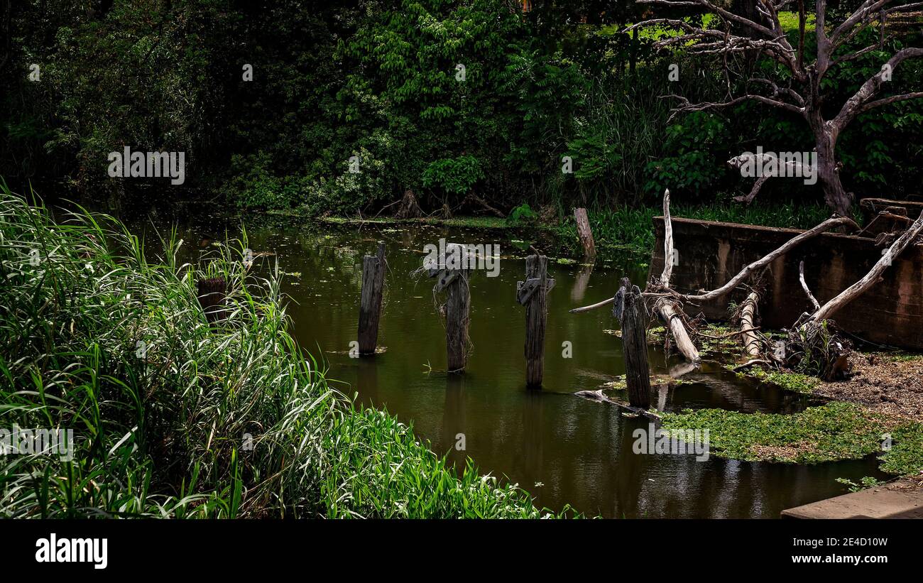 Decaying timber posts once used for a bridge crossing across a creek ...