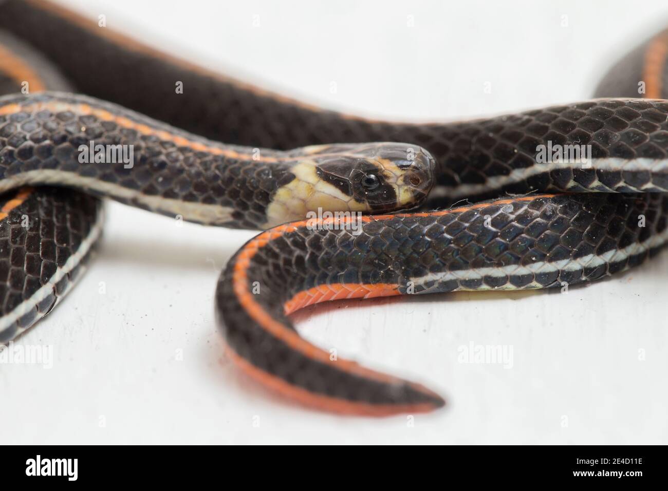 Malaysian Striped Coral Snake - Calliophis intestinalis- isolated on ...