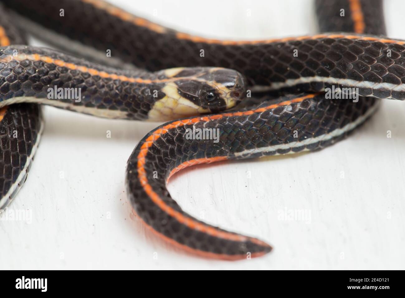 Malaysian Striped Coral Snake - Calliophis intestinalis- isolated on ...
