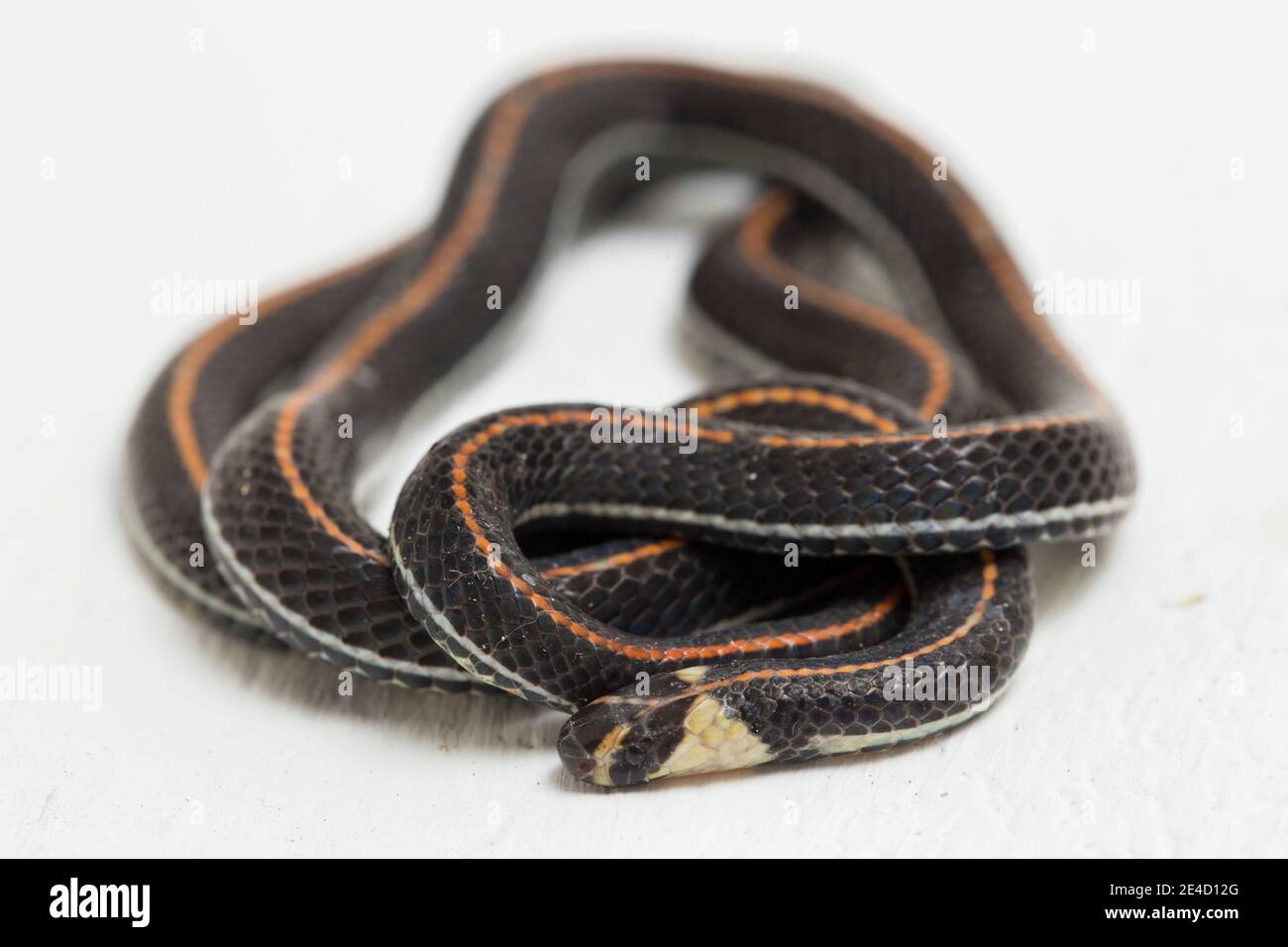 Malaysian Striped Coral Snake - Calliophis intestinalis- isolated on ...