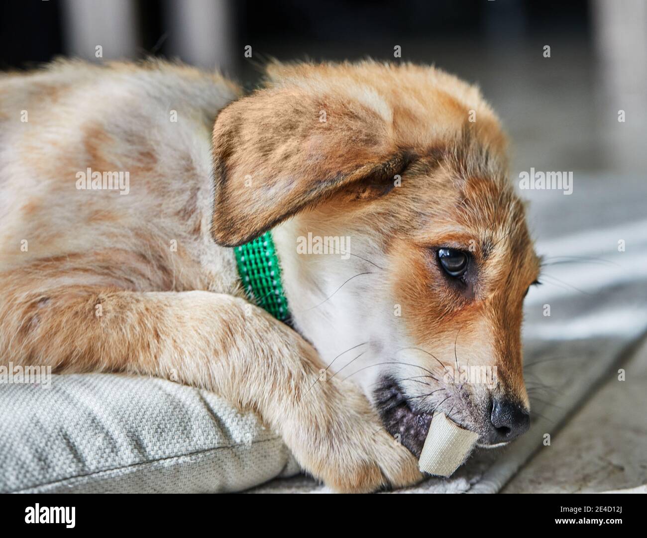 Portrait adorable little redhead hi-res stock photography and images ...