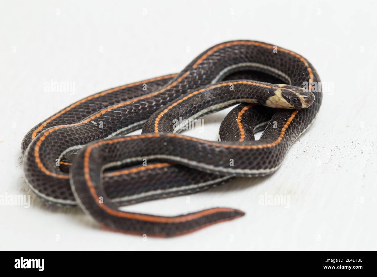 Malaysian Striped Coral Snake - Calliophis intestinalis- isolated on ...
