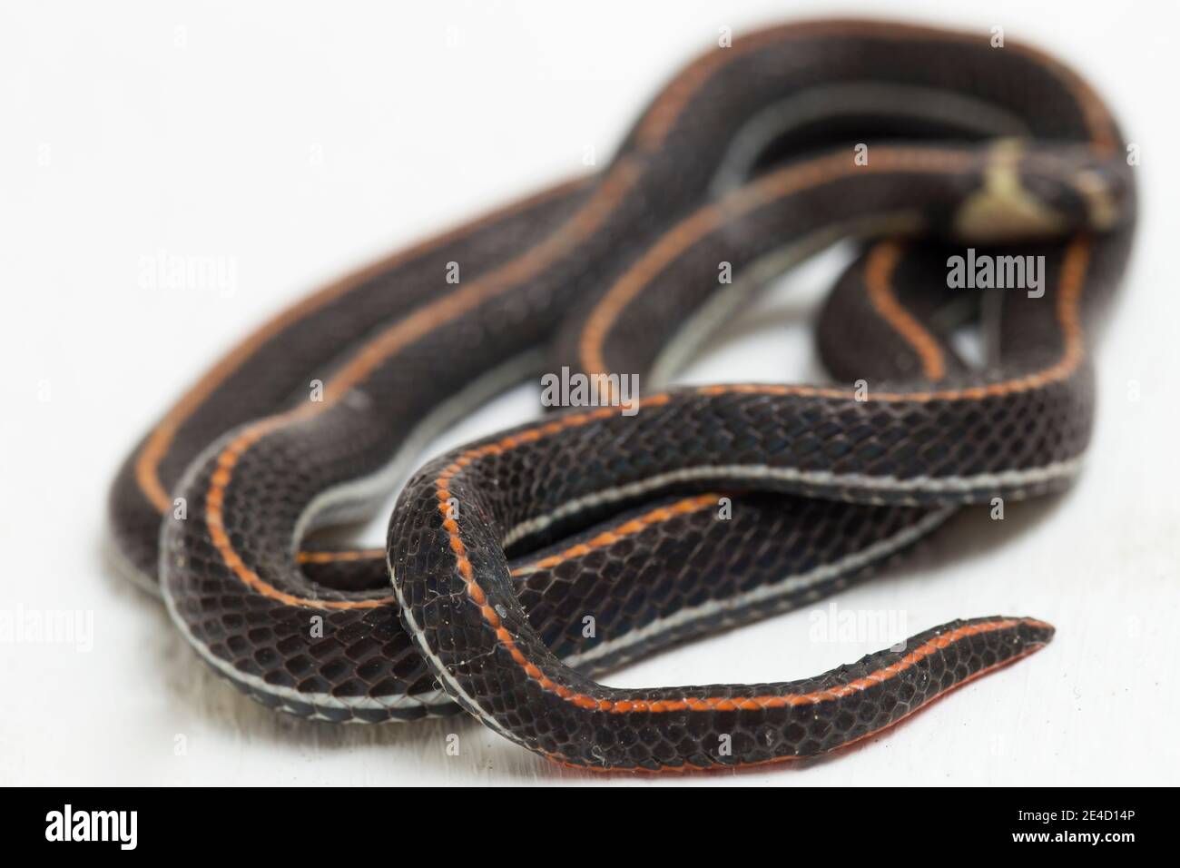 Malaysian Striped Coral Snake - Calliophis intestinalis- isolated on ...