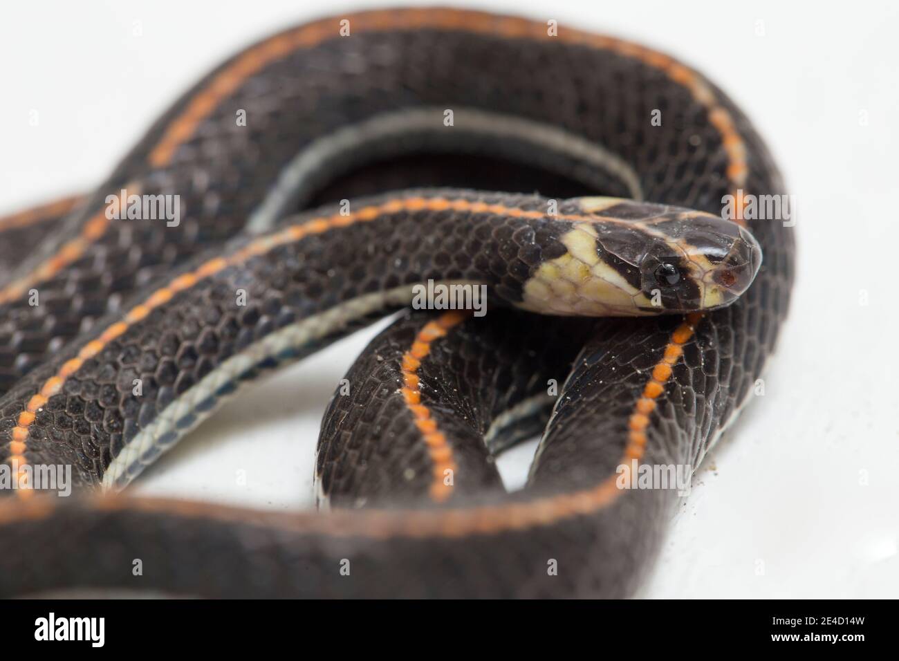 Malaysian Striped Coral Snake - Calliophis intestinalis- isolated on ...