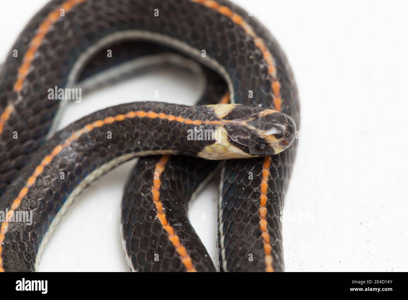 Malaysian Striped Coral Snake - Calliophis intestinalis- isolated on ...