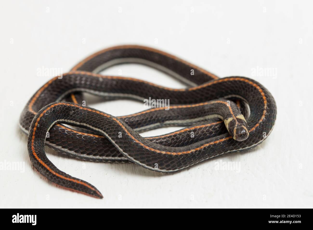 Malaysian Striped Coral Snake - Calliophis intestinalis- isolated on ...