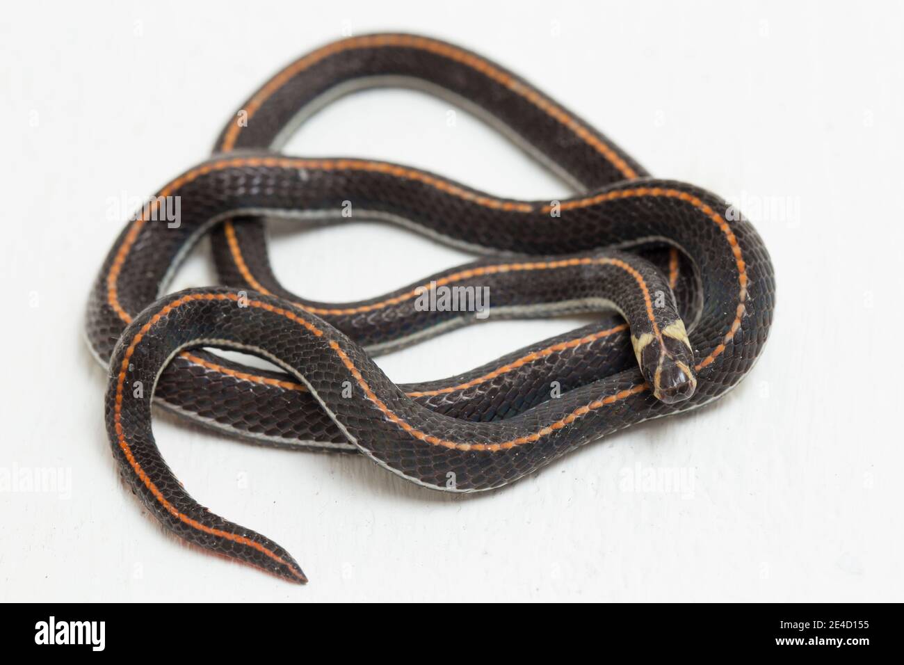 Malaysian Striped Coral Snake - Calliophis intestinalis- isolated on ...