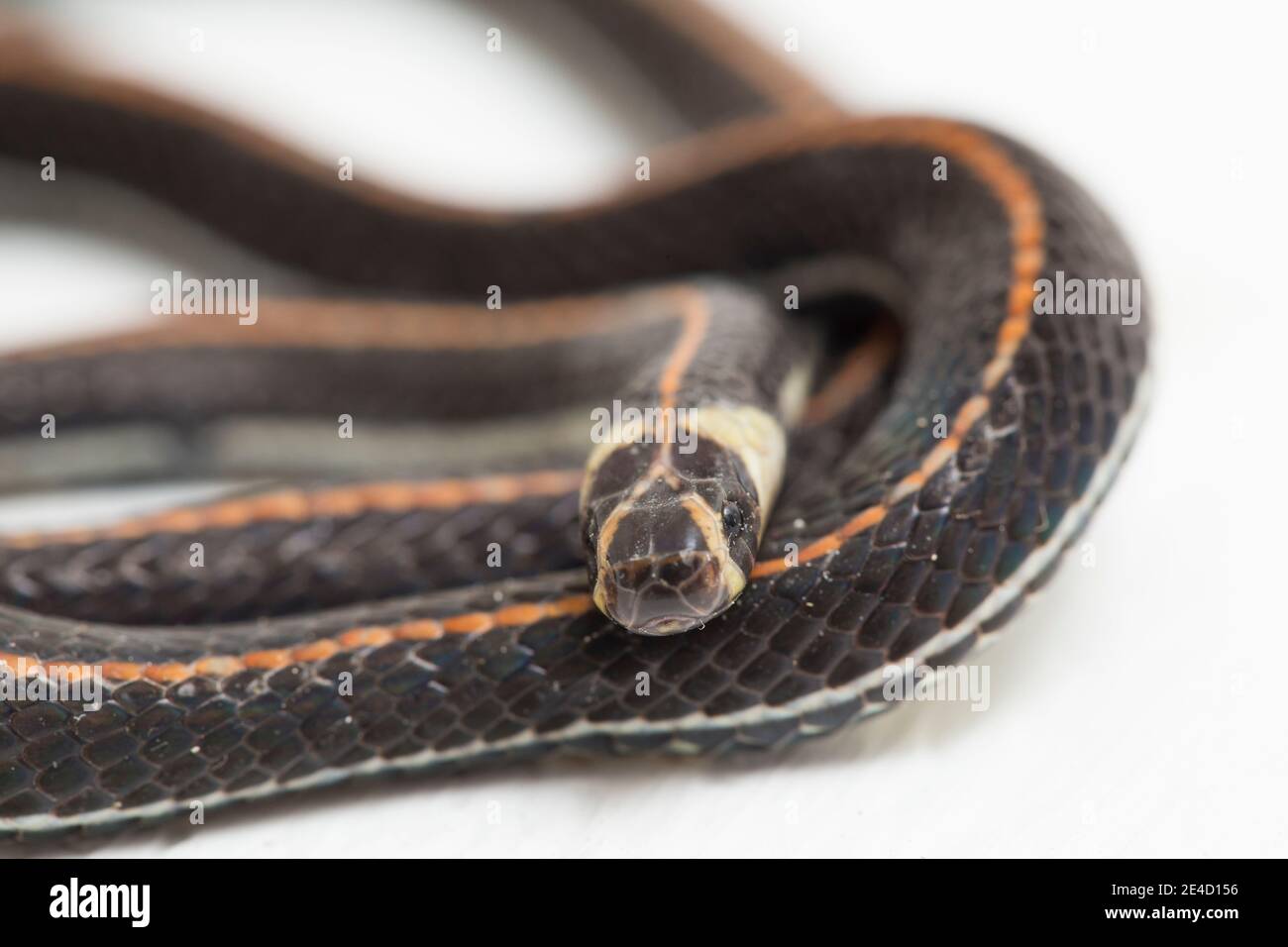 Malaysian Striped Coral Snake - Calliophis intestinalis- isolated on ...