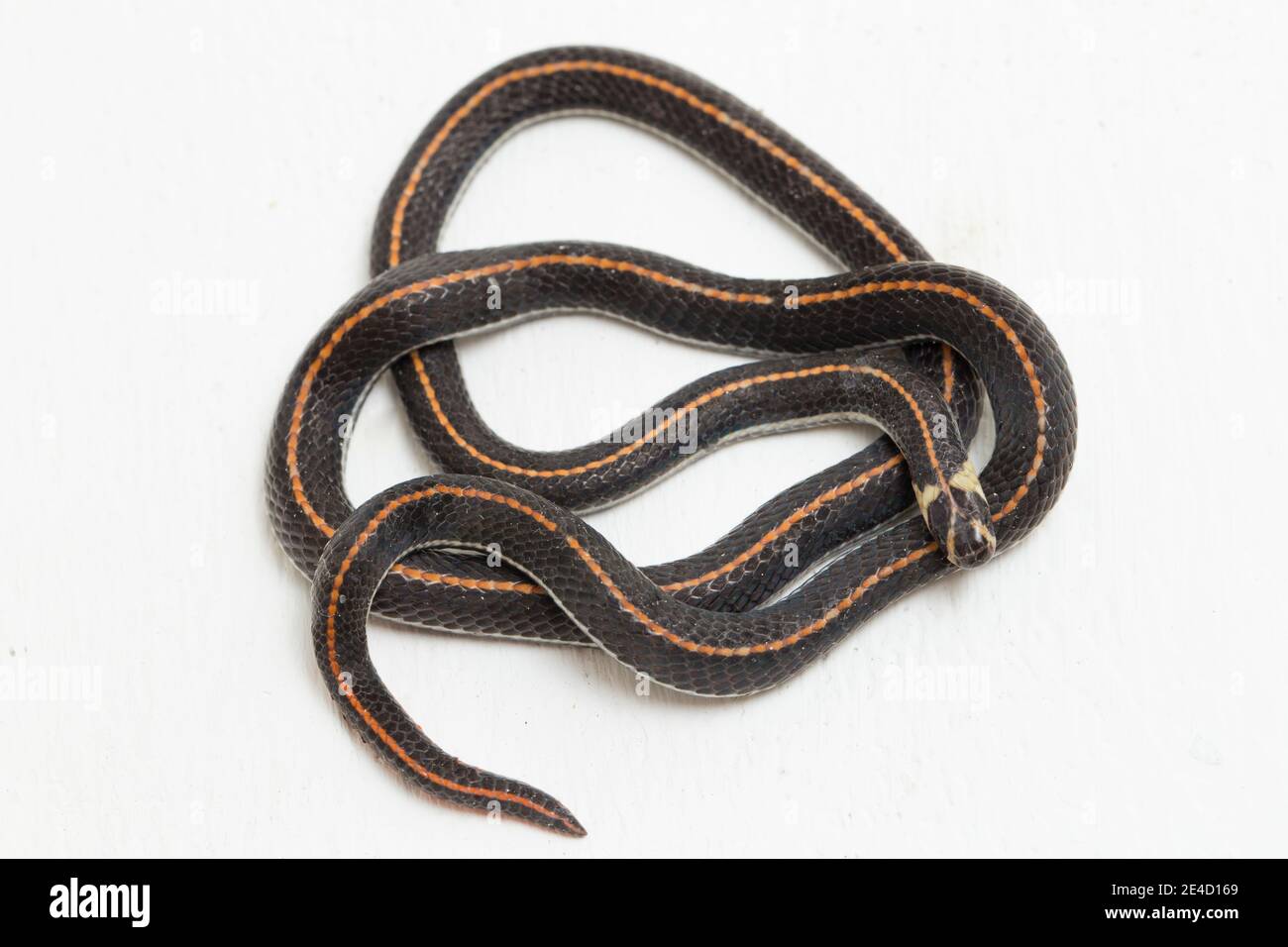 Malaysian Striped Coral Snake - Calliophis intestinalis- isolated on ...