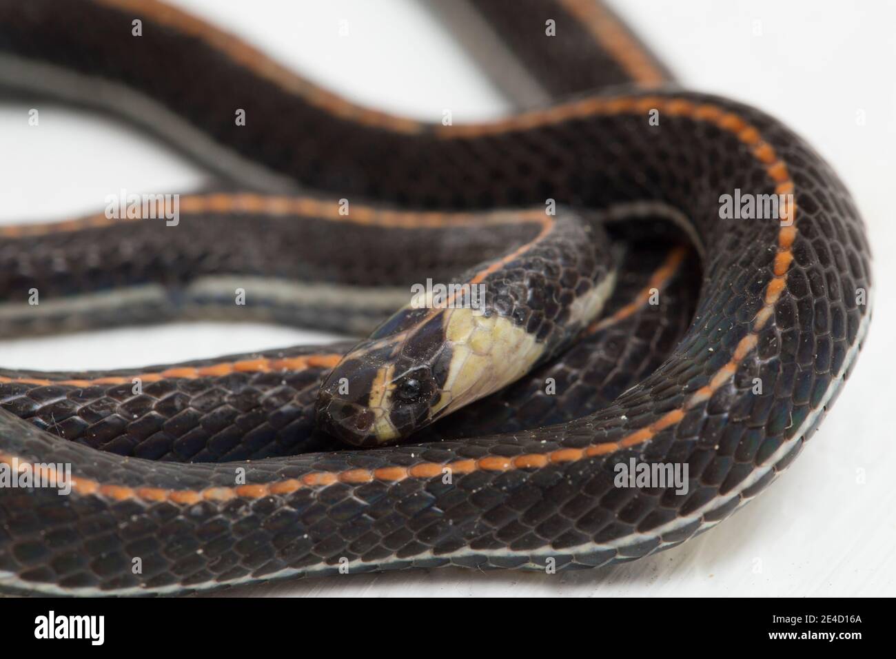 Malaysian Striped Coral Snake - Calliophis intestinalis- isolated on ...