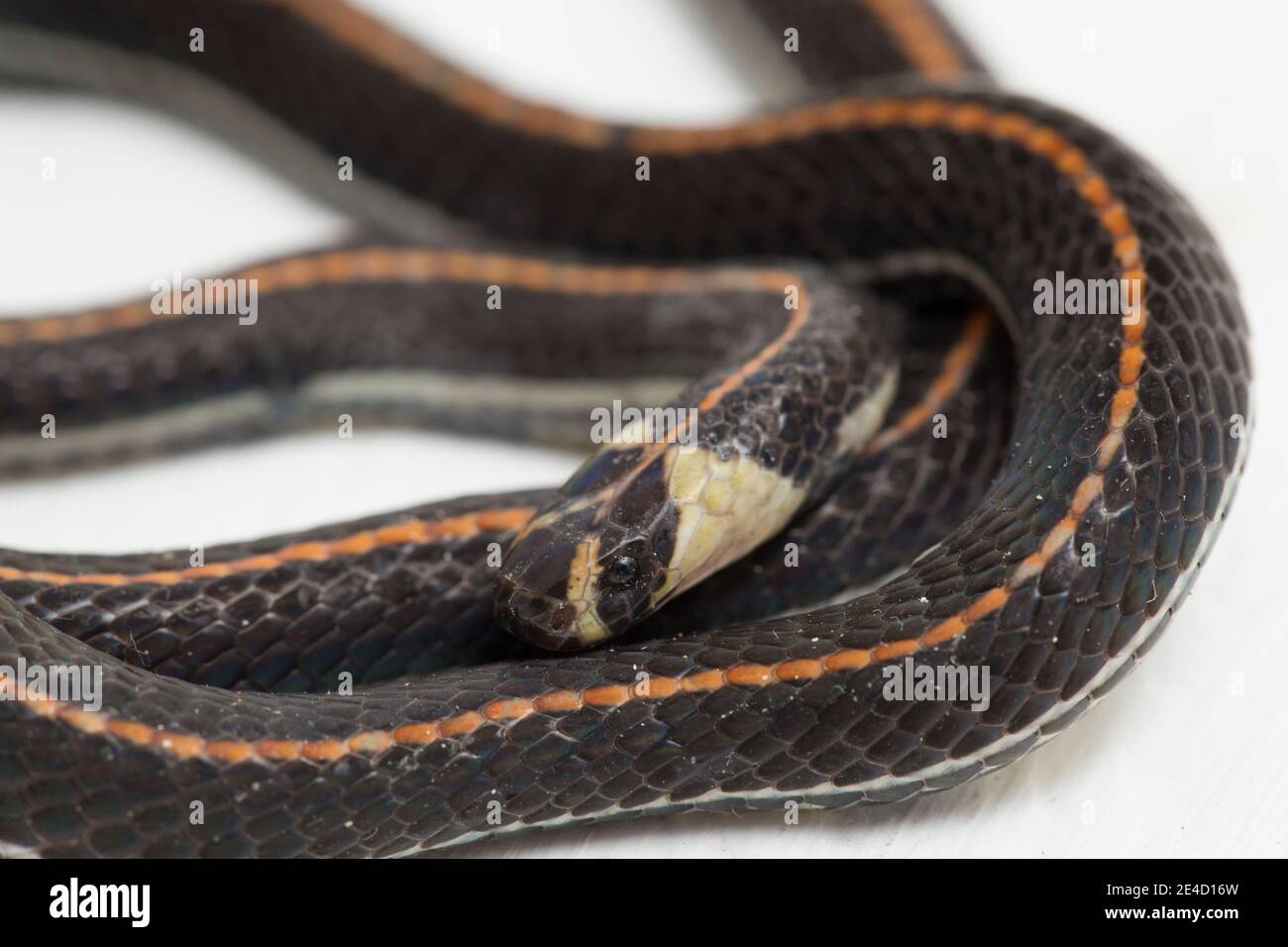 Malaysian Striped Coral Snake - Calliophis intestinalis- isolated on ...
