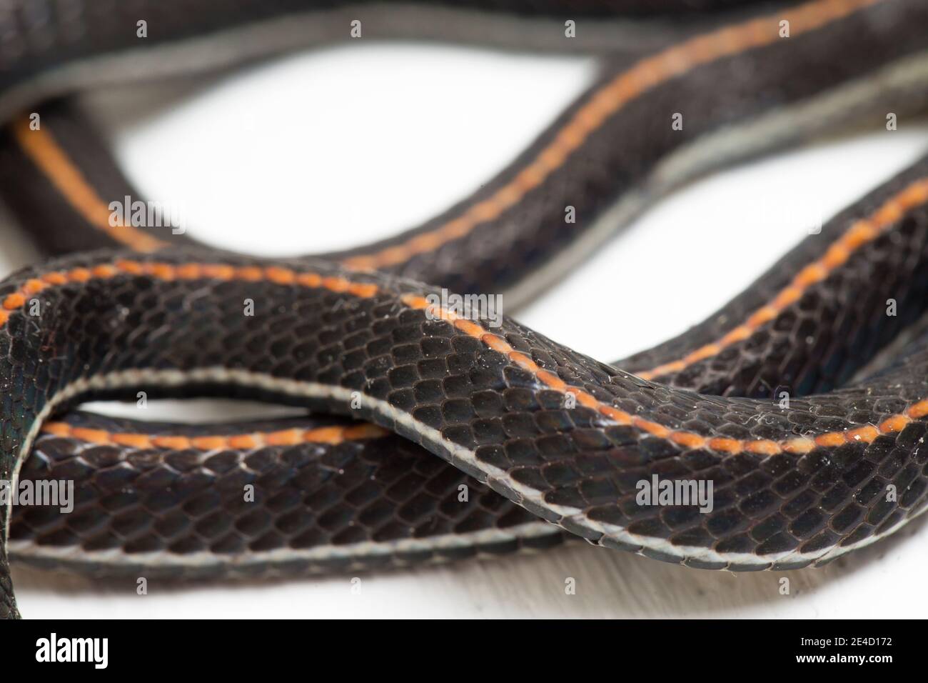 Malaysian Striped Coral Snake - Calliophis intestinalis- isolated on ...