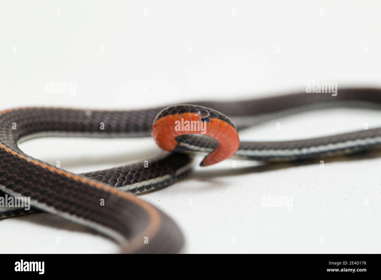 Malaysian Striped Coral Snake - Calliophis intestinalis- isolated on ...