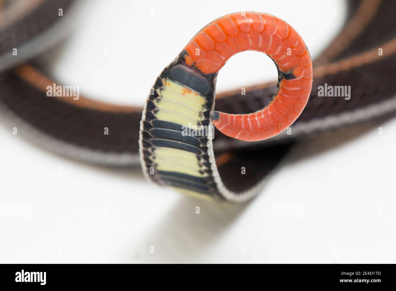 Malaysian Striped Coral Snake - Calliophis intestinalis- isolated on ...