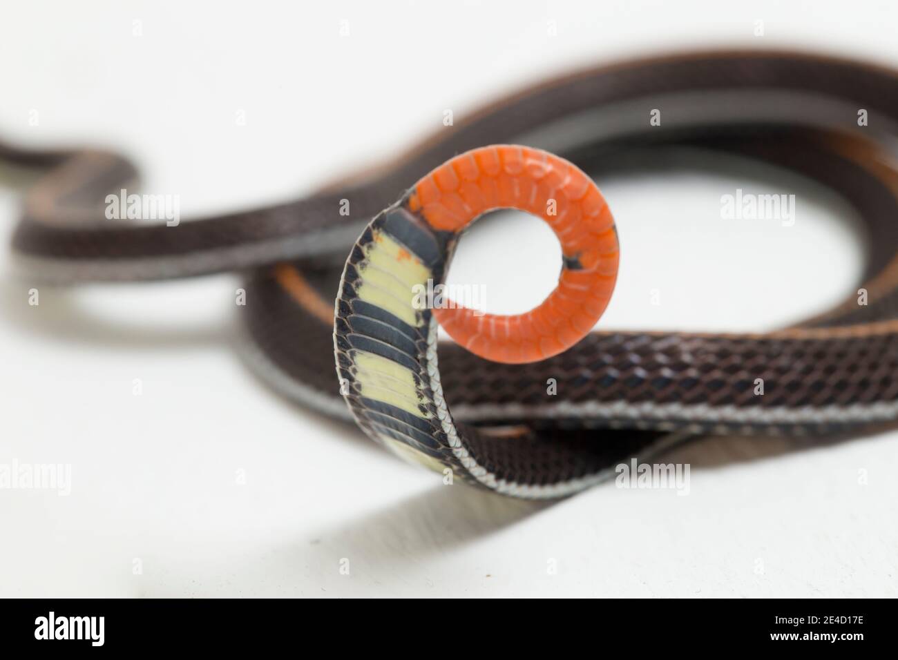 Malaysian Striped Coral Snake - Calliophis intestinalis- isolated on ...