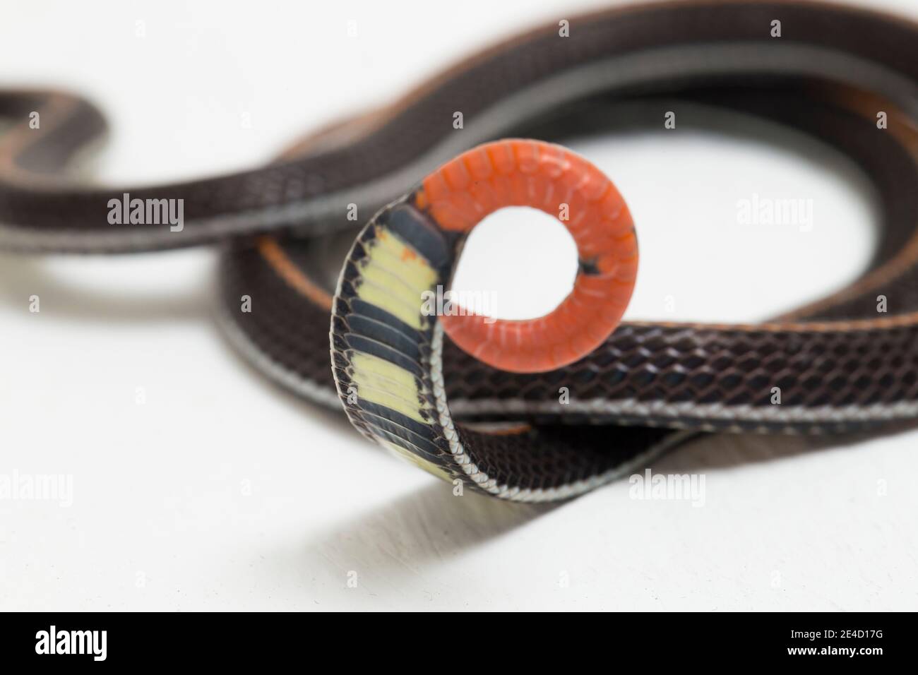Malaysian Striped Coral Snake - Calliophis intestinalis- isolated on ...