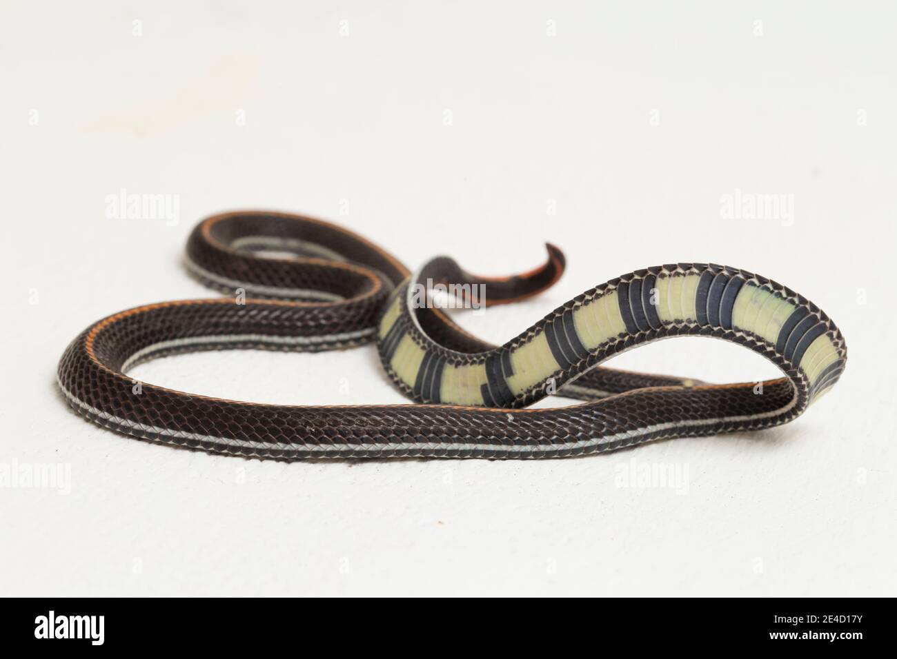 Malaysian Striped Coral Snake - Calliophis intestinalis- isolated on ...