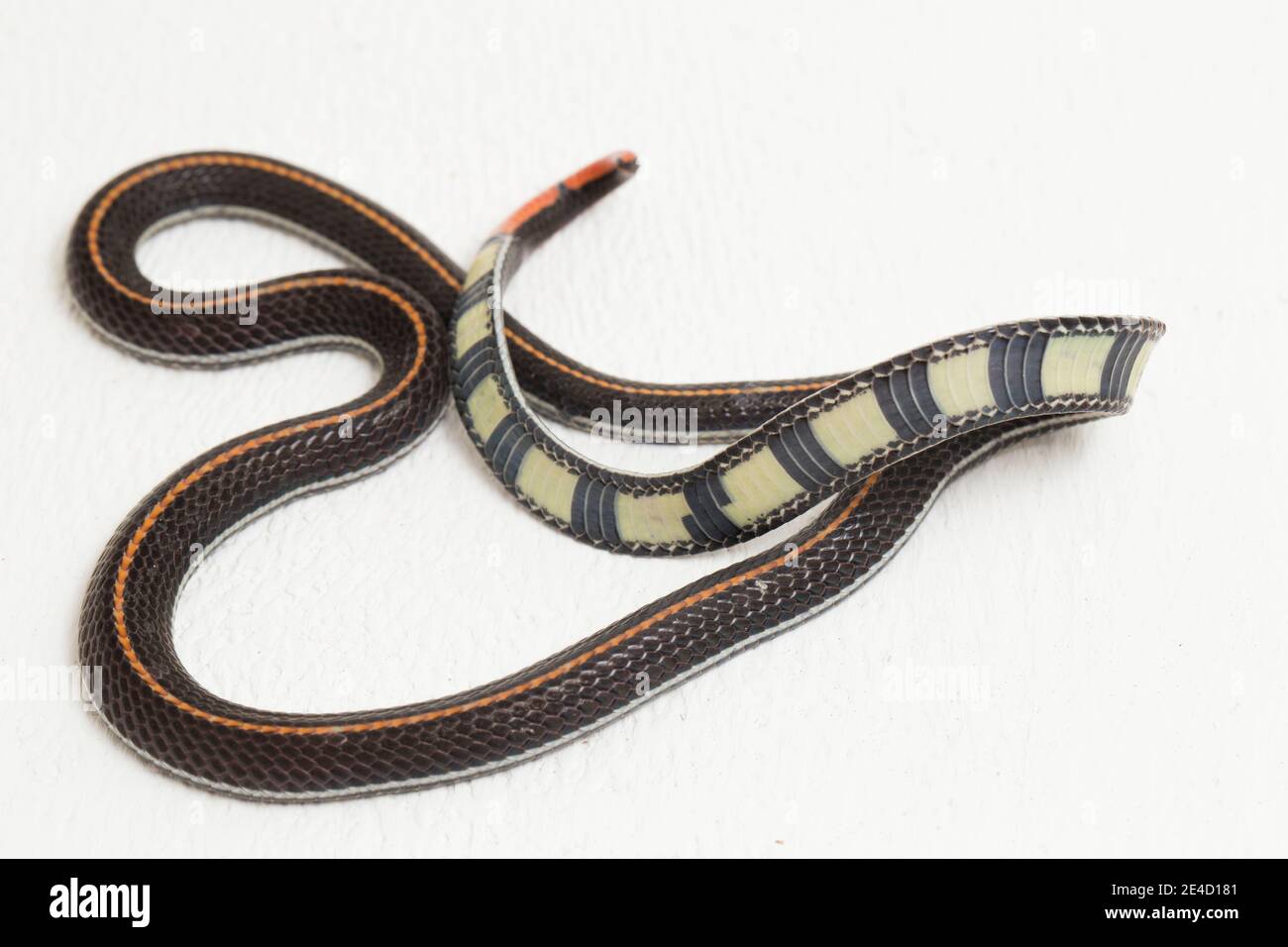 Malaysian Striped Coral Snake - Calliophis intestinalis- isolated on ...