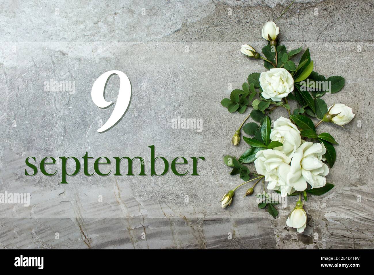 September 9th. Day 9 of month, Calendar date. Stylish roses flat lay ...