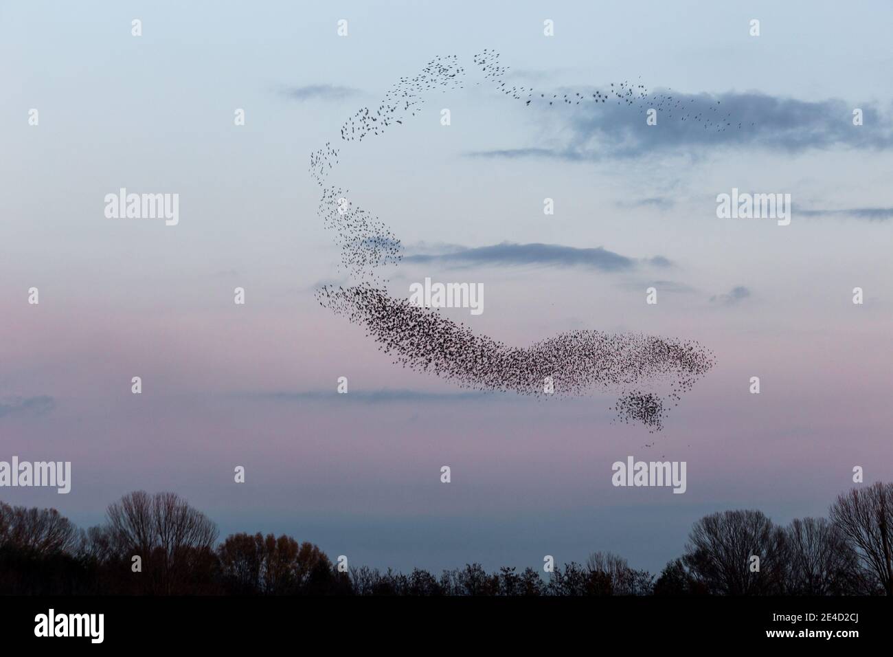 Flock of birds making a beautiful and perfect shape in the sky, above ...