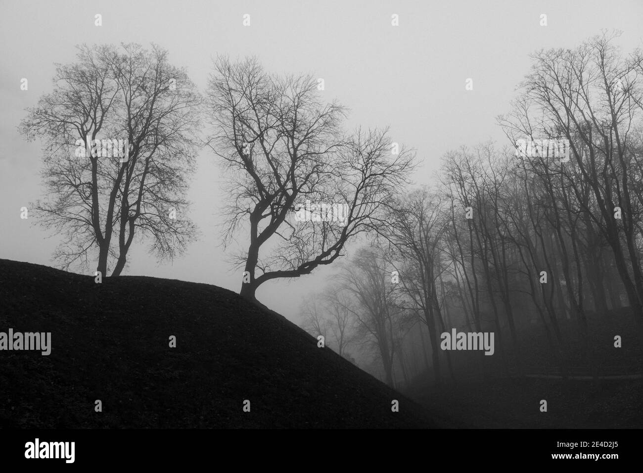 Moody tree Black and White Stock Photos & Images - Alamy