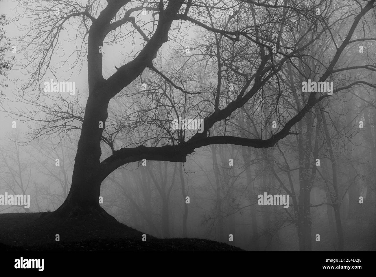 Moody tree in cold, foggy morning Stock Photo - Alamy