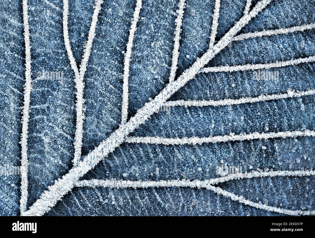 Frozen Leafs Vein Pattern in Abstract macro winter pattern Stock Photo ...